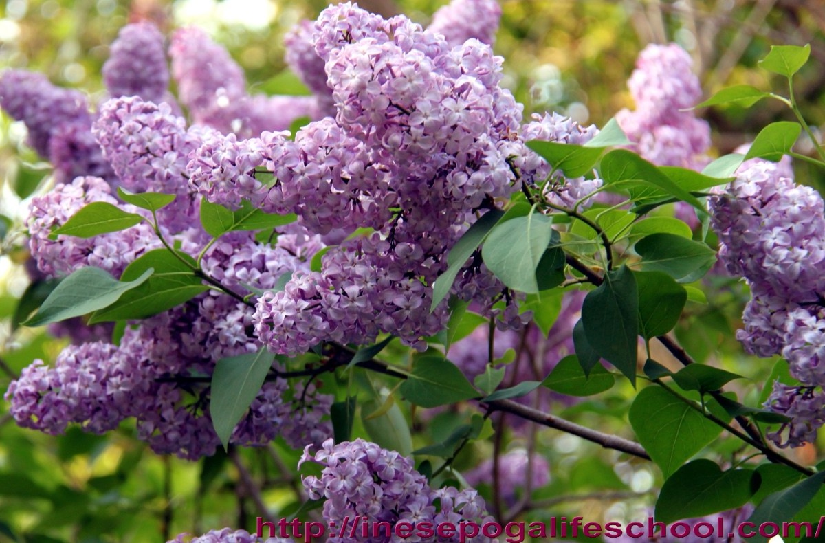 Lilac, poem, and giving my blog a new direction – Inese Poga Life School