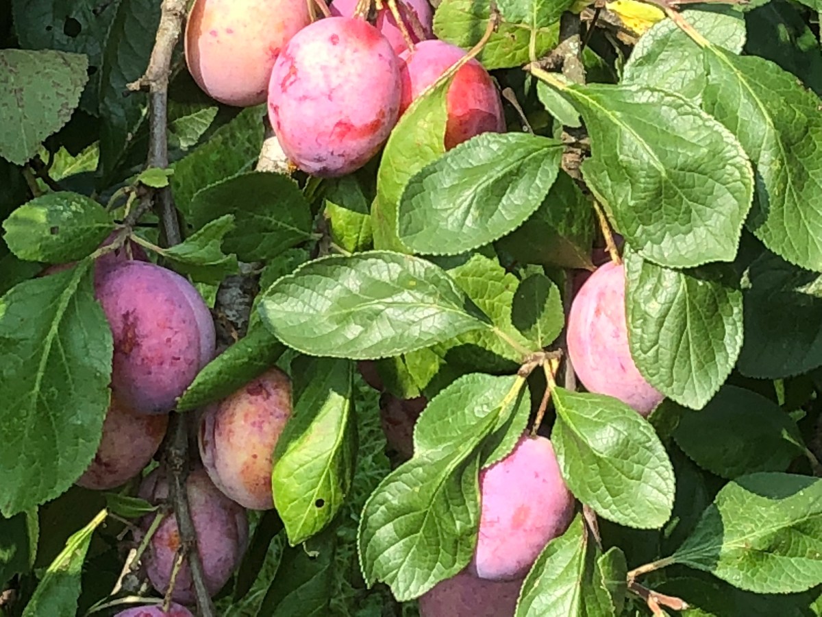 Becoming a magician and the power of plum tree leaves – Inese Poga Life ...