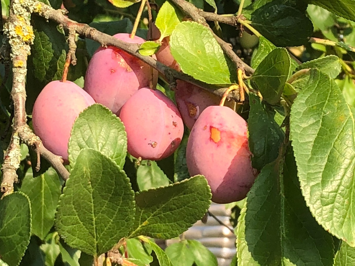 plum tree leaf tea – Inese Poga Life School